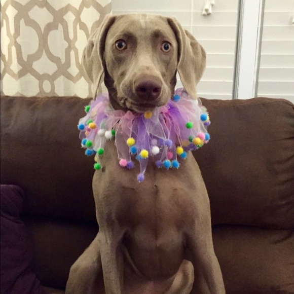 Other | My Favorite Model | Poshmark